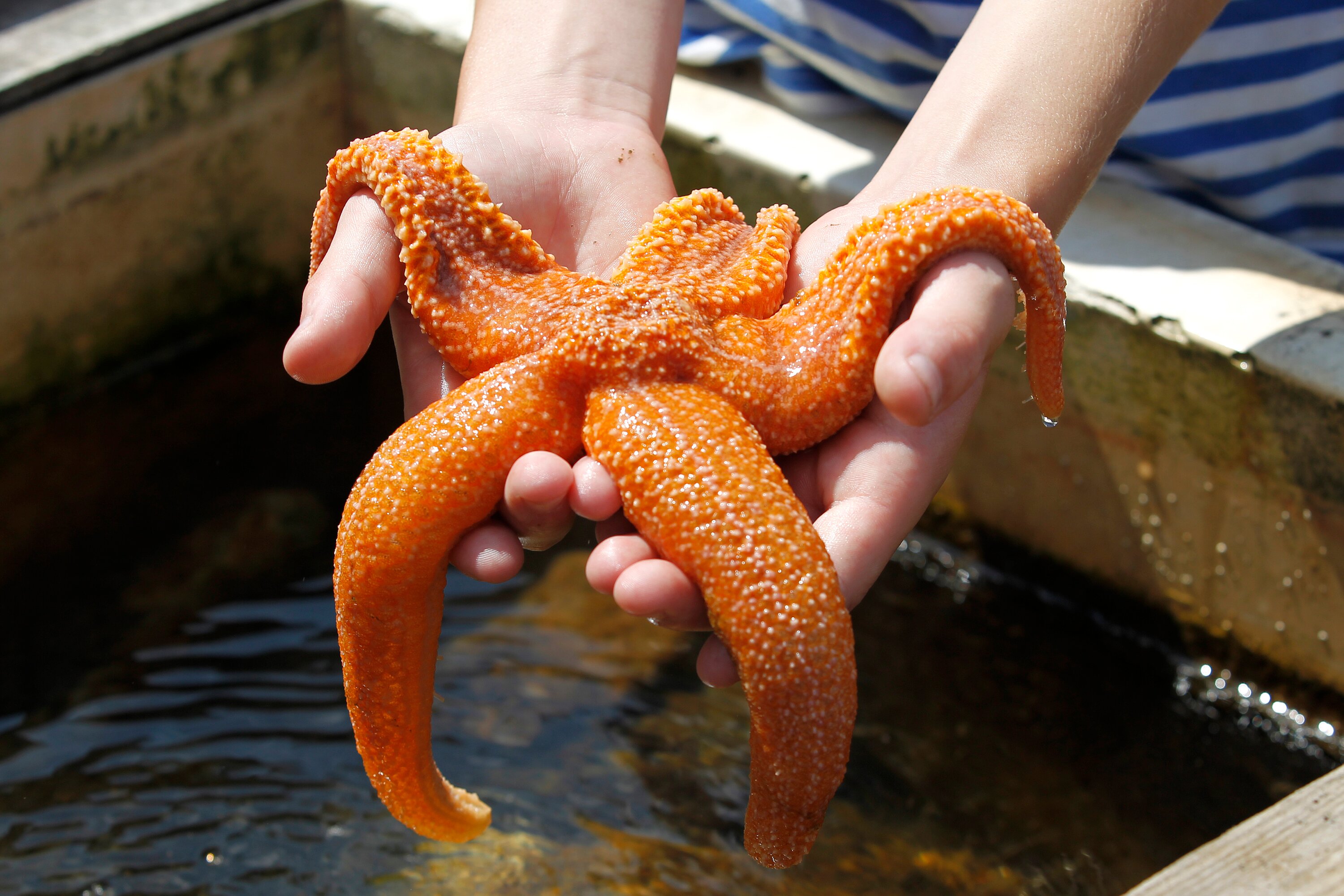 University showcases marine restoration work as part of The Wildlife ...