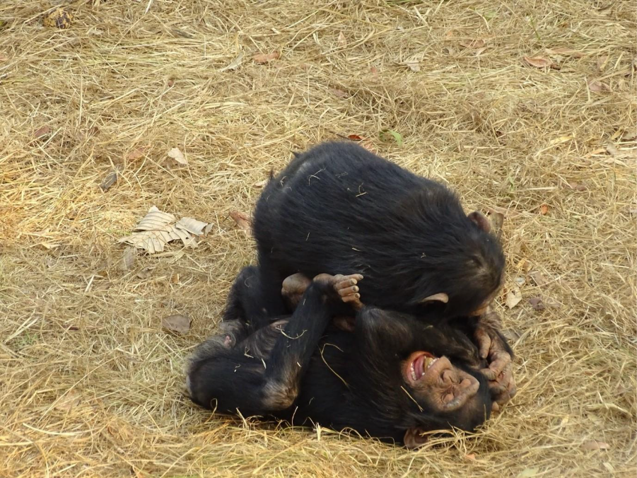 Great Apes Mirror Facial Expressions Precisely | Mirage News
