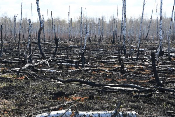Investigation into ecological impact of Chernobyl wildfires | News ...