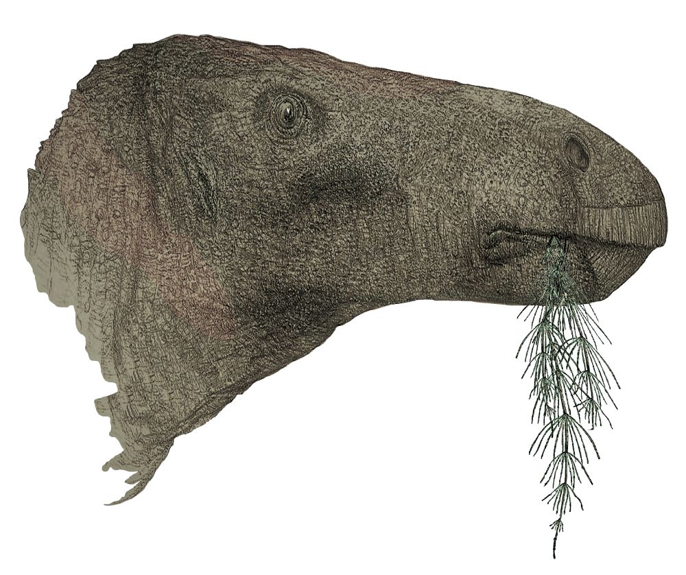 Research reveals the most complete dinosaur discovered in the UK in a ...