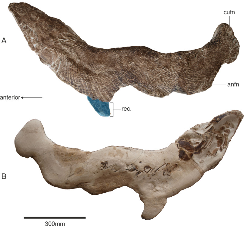 New discovery unveils ancient marine origins of gar fish | Mirage News