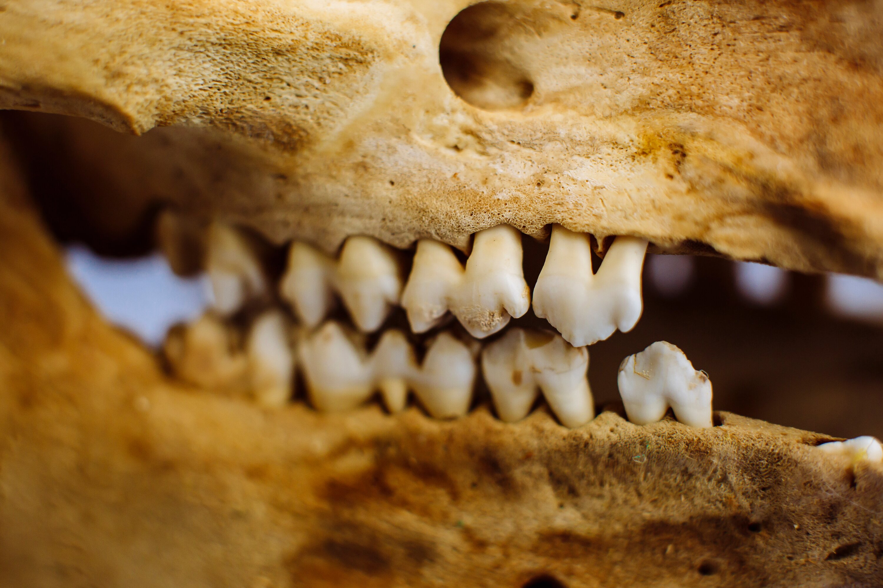 Bringing burnt bones back to life using 3D technology