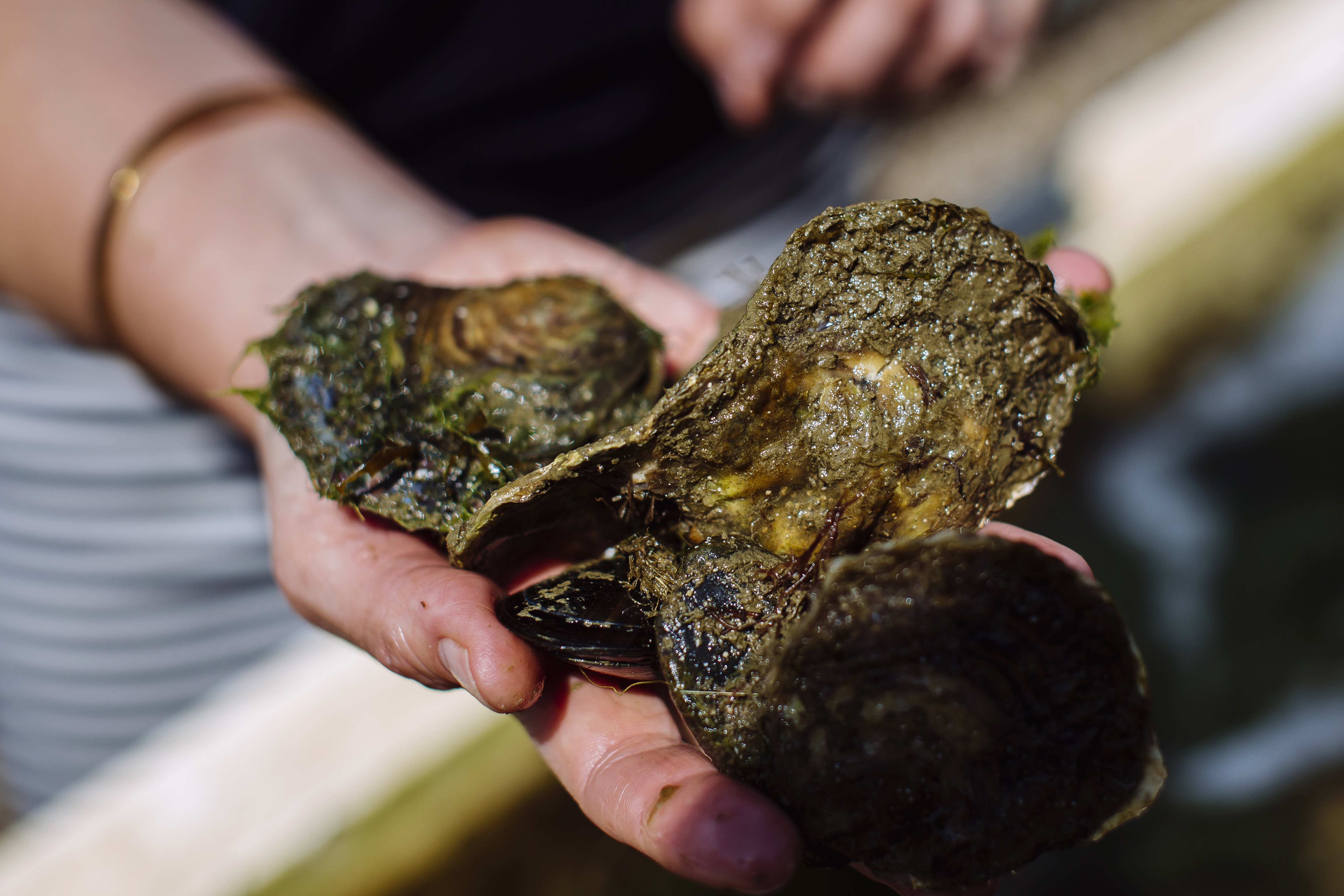 Solent Seascape Project Advances Oyster Restoration in River Hamble ...