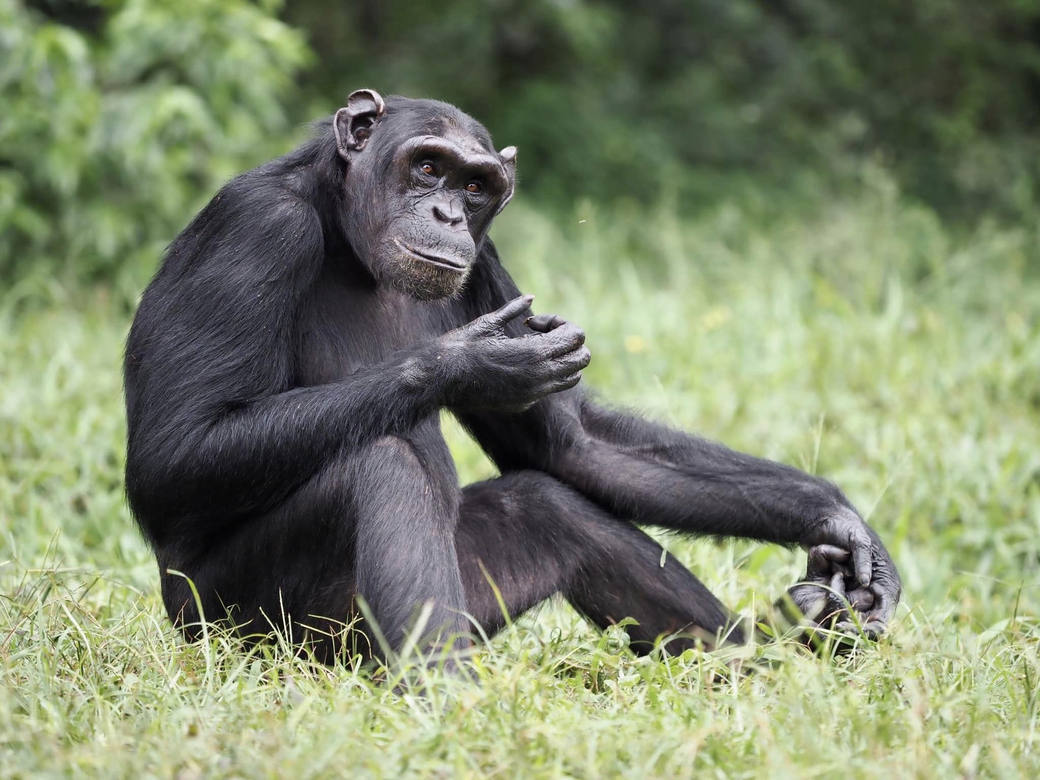 Chimps Revise Beliefs When Shown New Evidence | Mirage News
