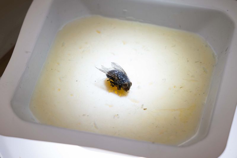 New study finds sperm in blowfly maggots can crack crime scenes ...