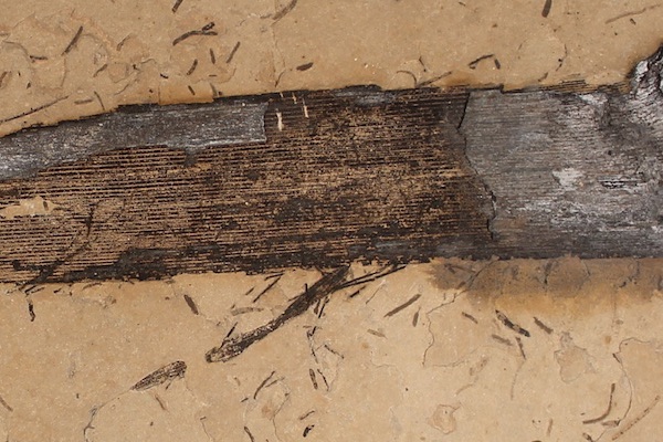 Scientists find first fossil plant gum on record