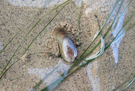 Asian mussel confirmed on British beaches | University of Portsmouth