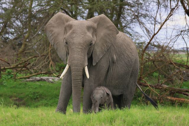 Elephant culture in crisis – study reveals new threat to elephants ...