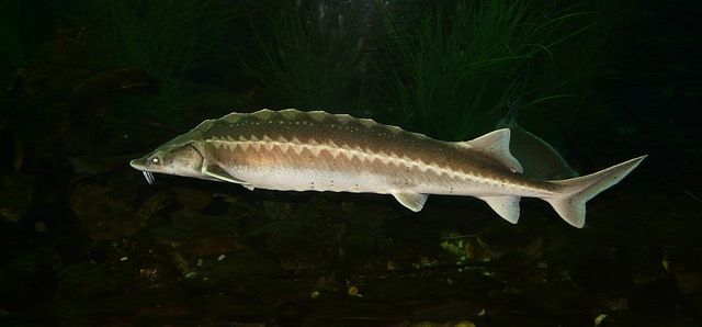 First ever sturgeon to be found in Africa | University of Portsmouth