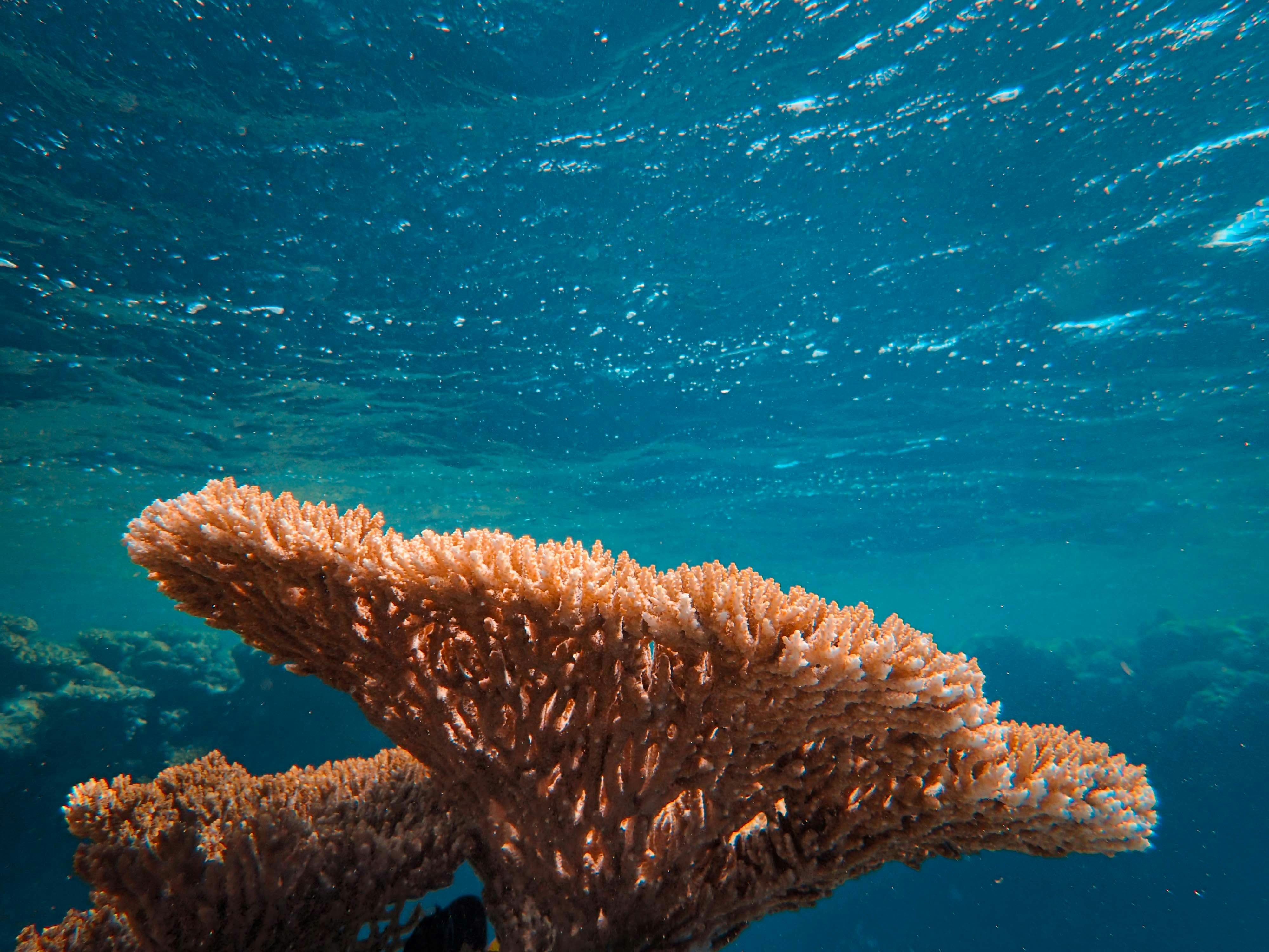 World's First Coral Species Survival Center Launched | Mirage News