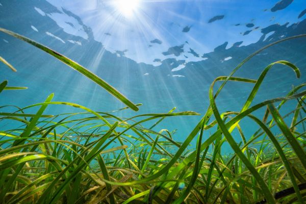 How to restore seagrass habitat to tackle climate change and ...