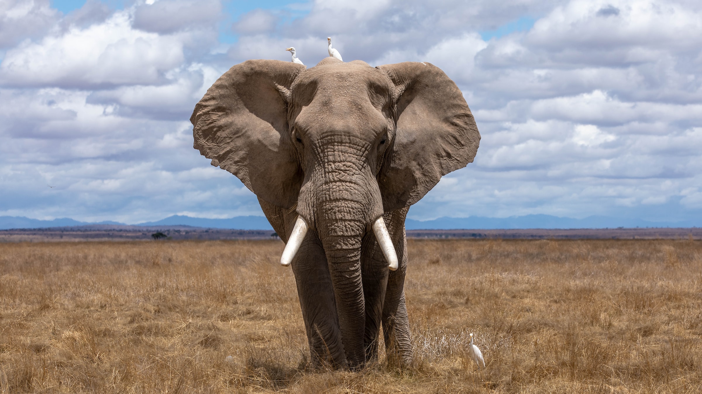 Study reveals the true value of elephants | University of Portsmouth