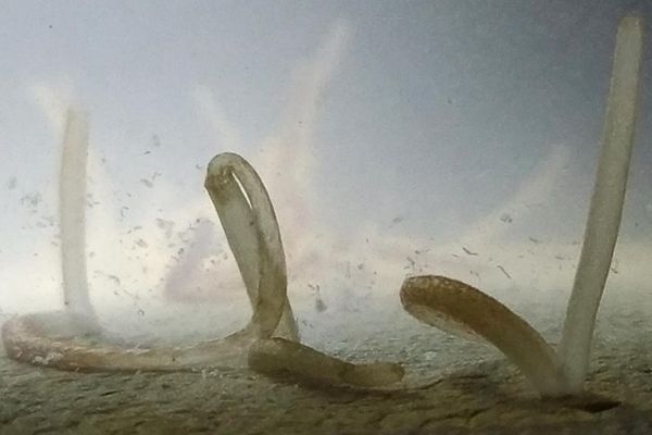 Shipworms' competitive sex frenzy caught on film | University of Portsmouth
