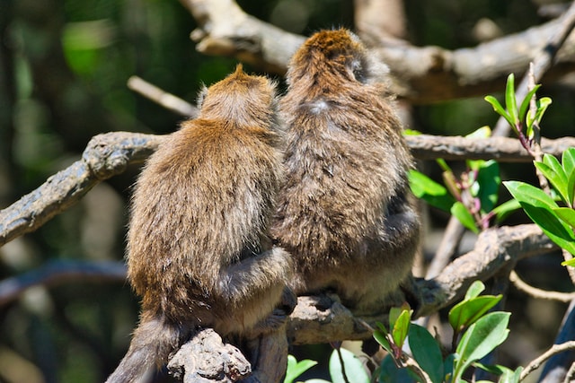 Study finds socially tolerant monkeys have better impulse control ...