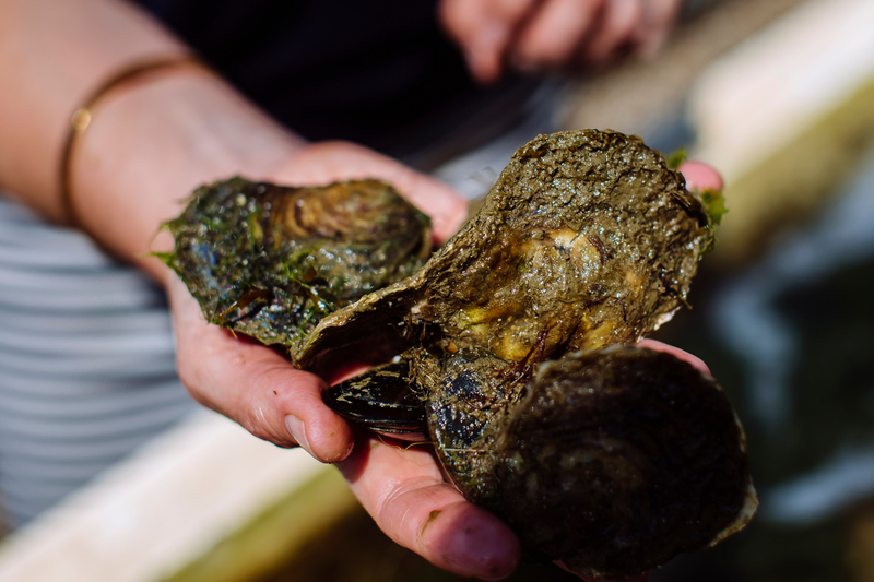The ultimate how to guide for native oyster restoration